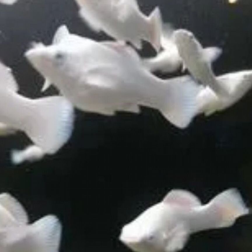 Велифера Платина