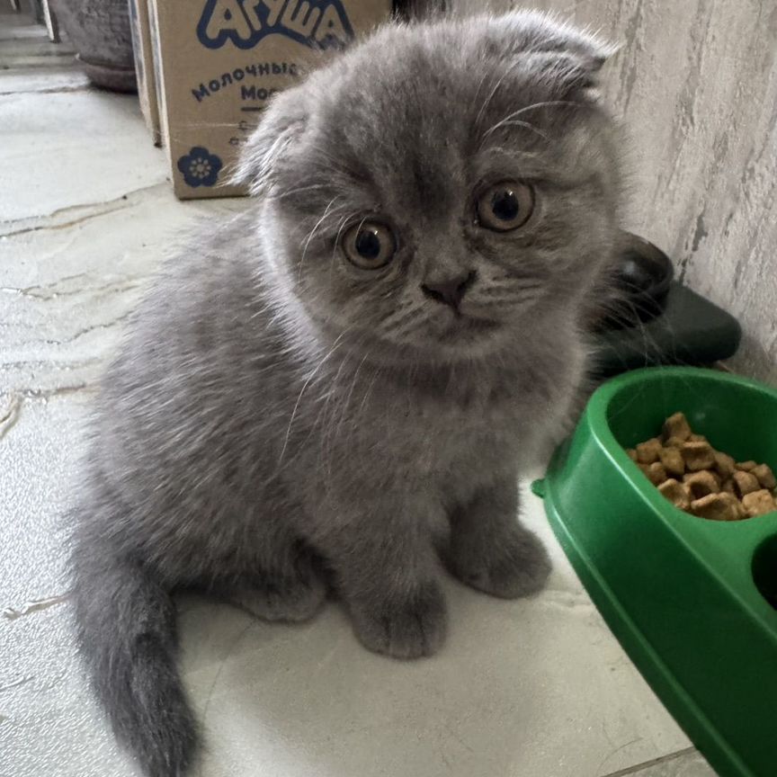 Шотландский вислоухий короткошёрстный котёнок