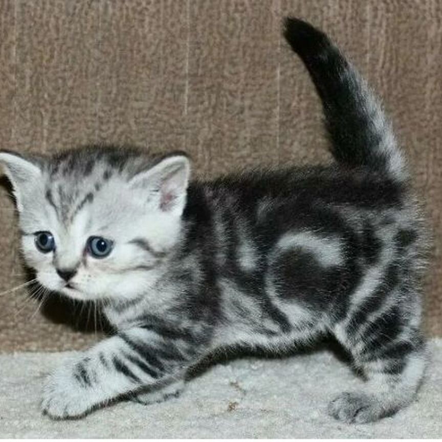 Шотландские котята