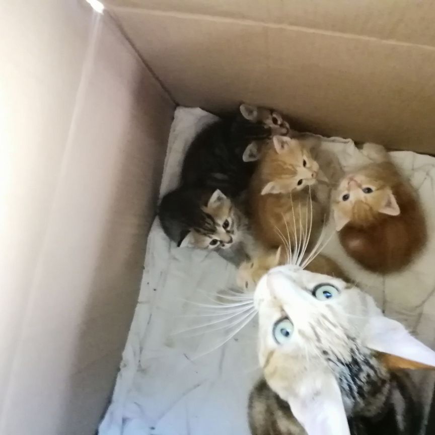 Курильский бобтейл