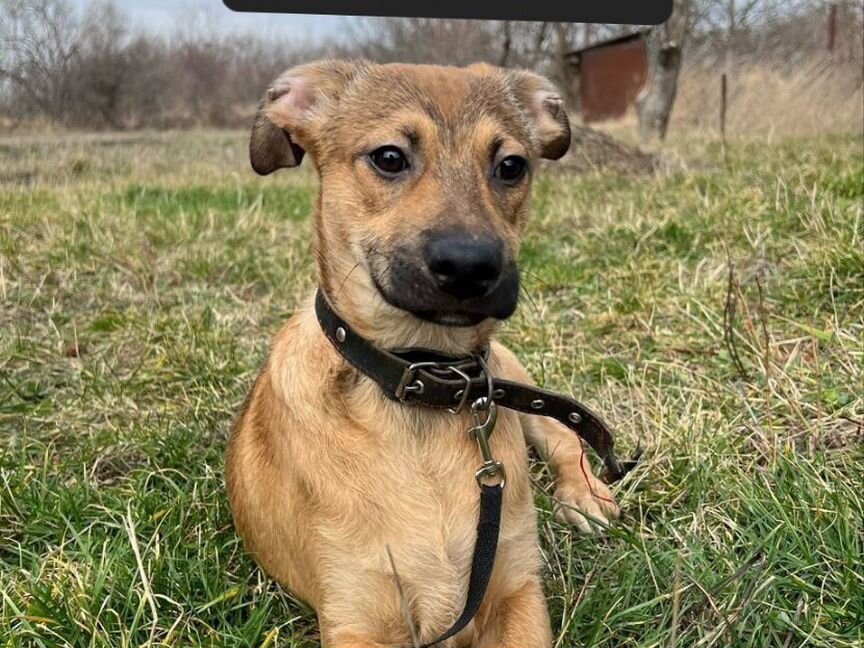 Собака в добрые руки отдам бесплатно