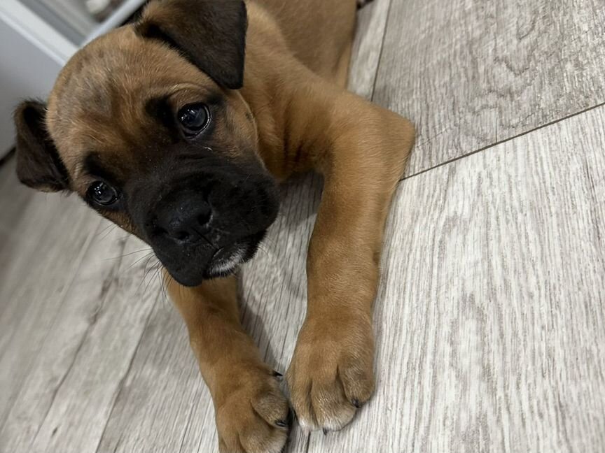 Щенки боксера