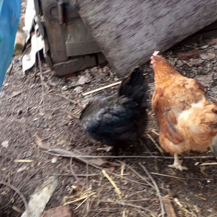 Куры несушки