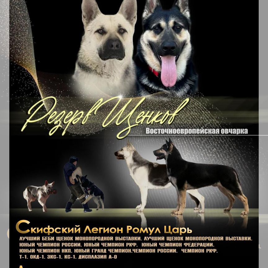 Восточноевропейская овчарка, щенок