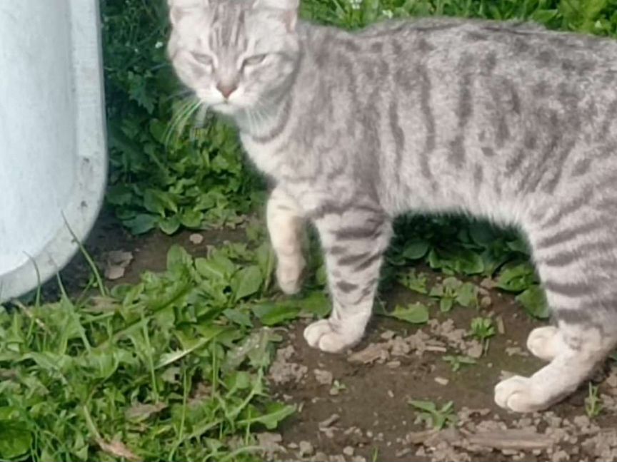 Британская кошка бесплатно