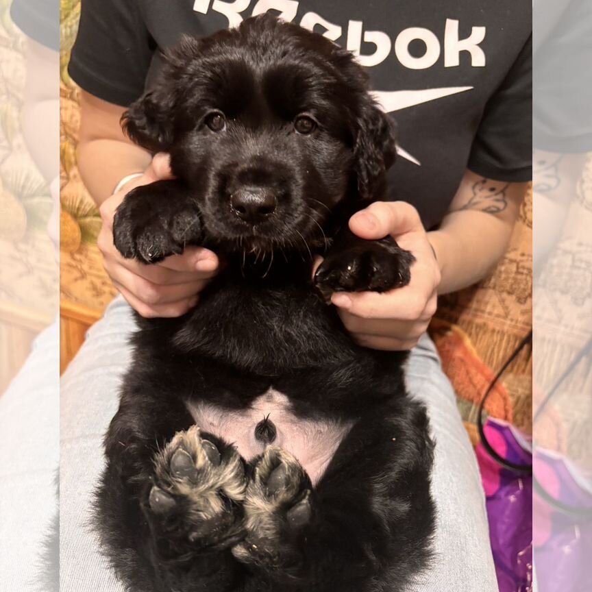 Лабрадор-ретривер, щенок