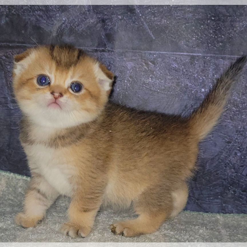 Шотландский вислоухий короткошёрстный котёнок