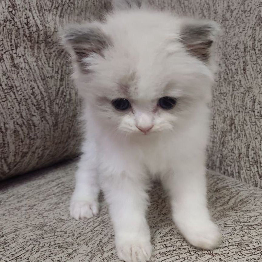Рэгдолл котёнок