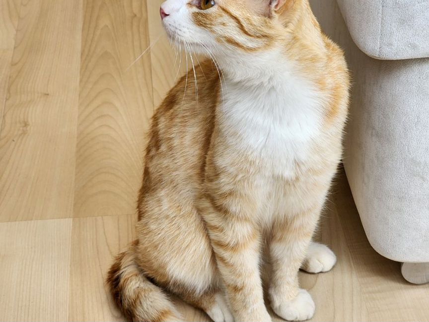 Отдам котенка бесплатно