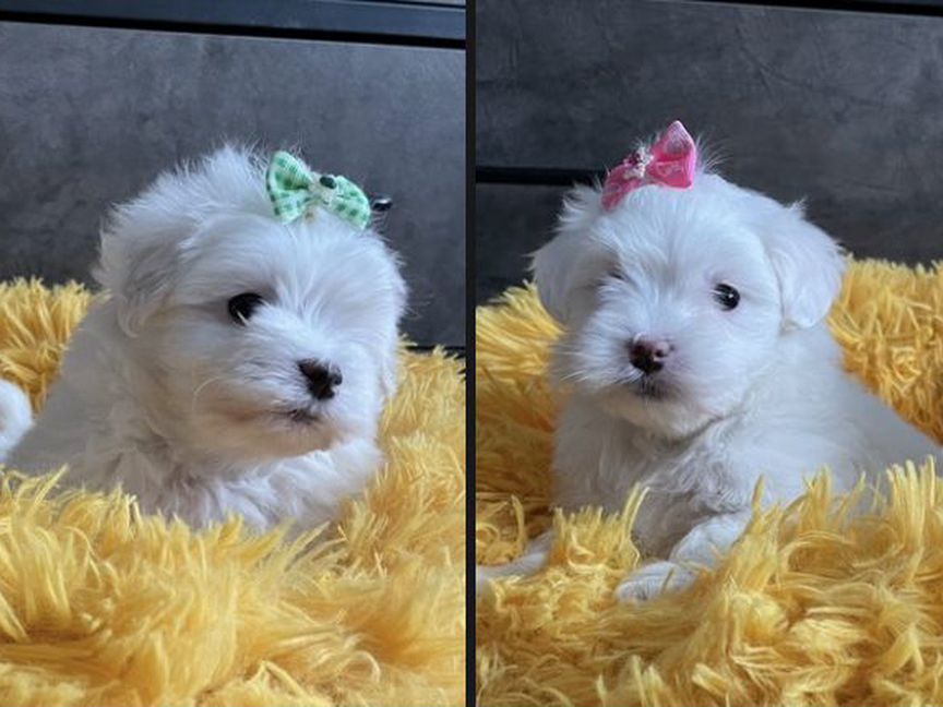 Мальтезе девочка мини