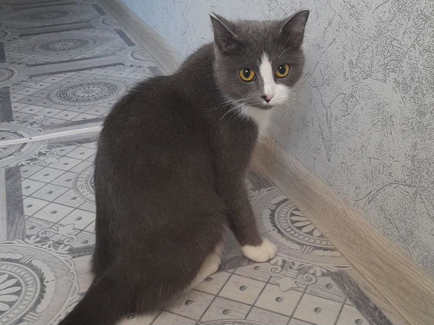 Отдам бесплатно кошку