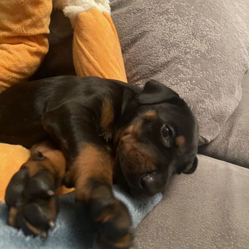 Щенки добермана