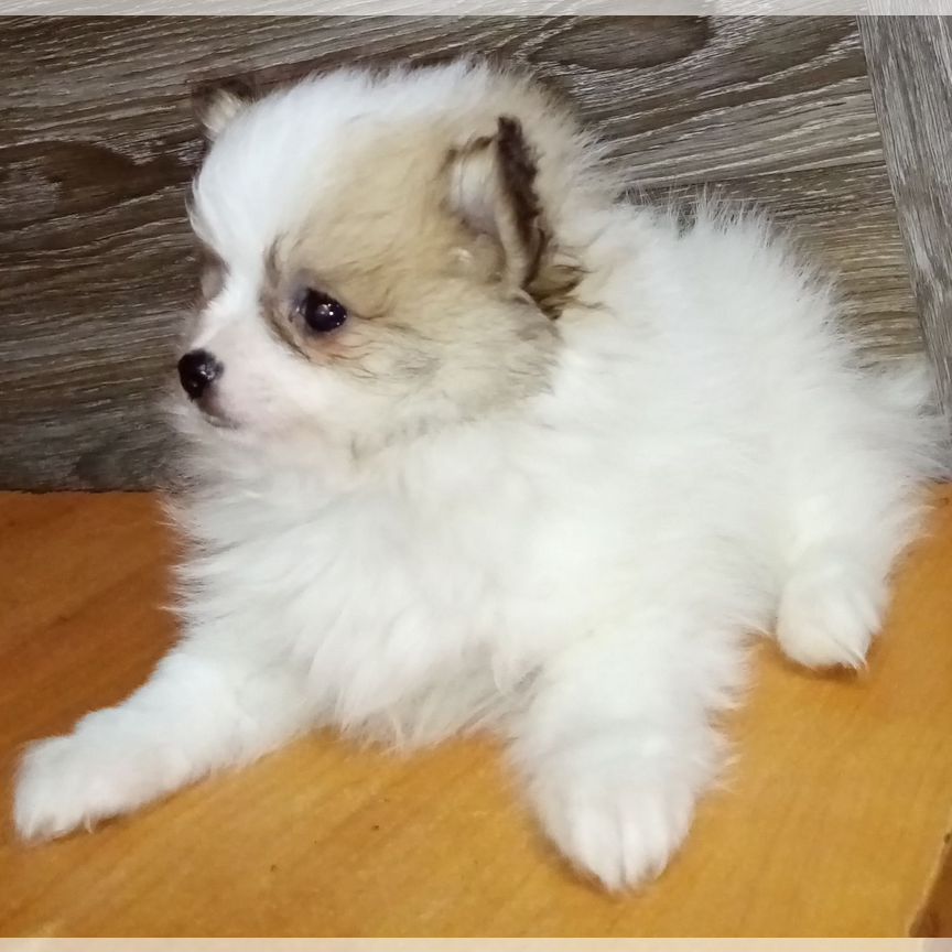 Померанский шпиц, щенок