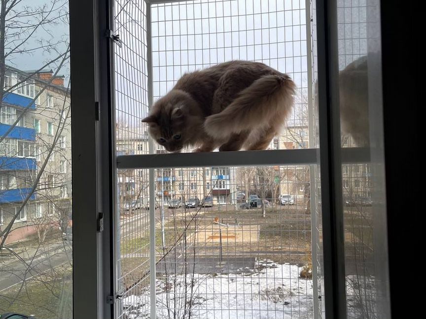 Балкон для кошек