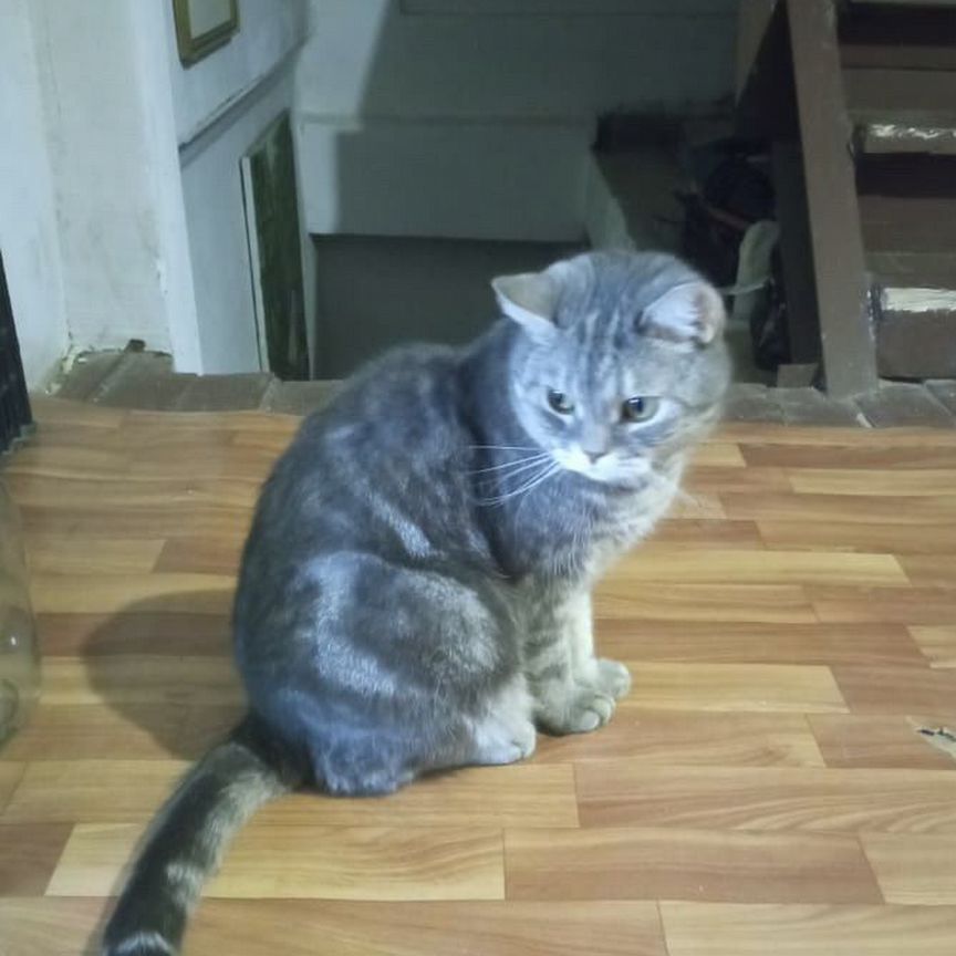 Кот 2 года. Бесплатно. Шотландская порода
