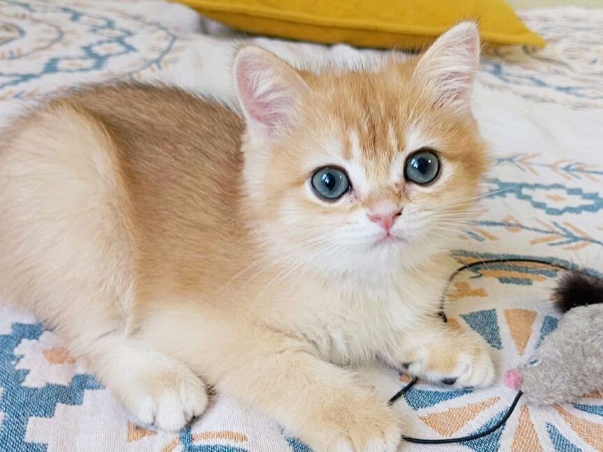 Котята золотая шиншилла из питомника