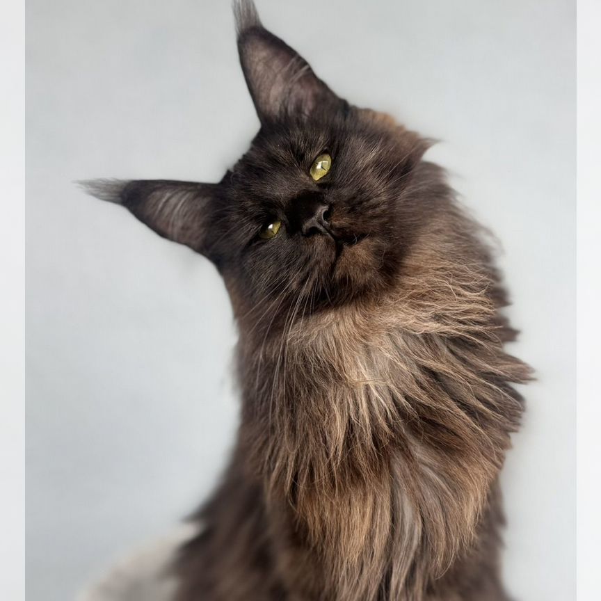 Мейн-кун, взрослая кошка