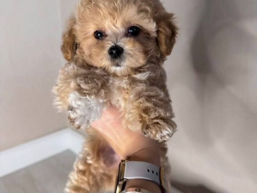 Мальтипу f1 mini