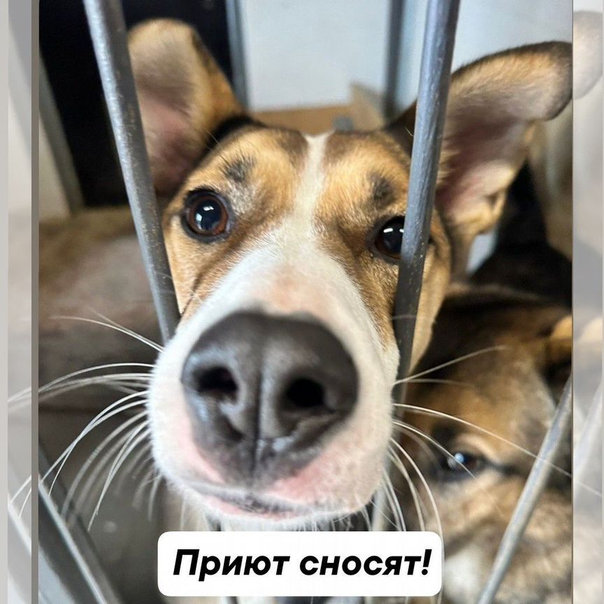 Взрослая собака в добрые руки