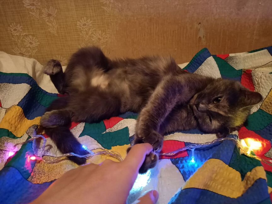Кошка Ксюша ищет новую хозяйку
