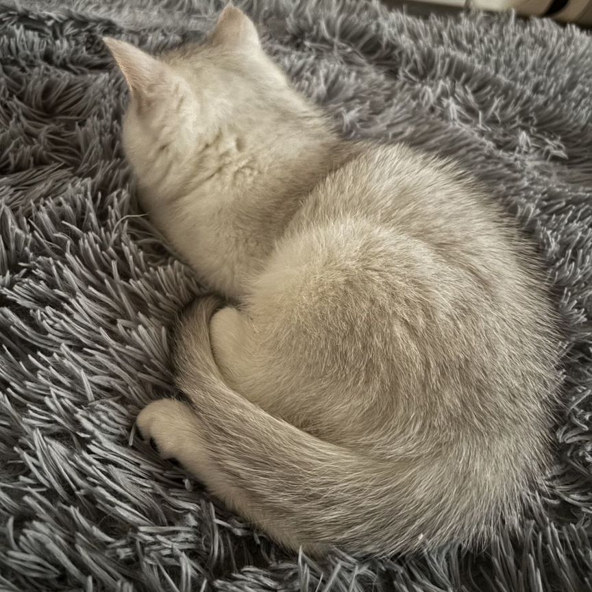 Шотландский вислоухий короткошёрстный котёнок