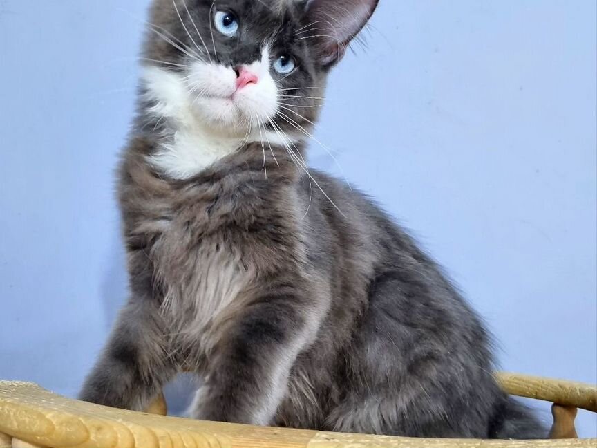 Котята мейн-кун