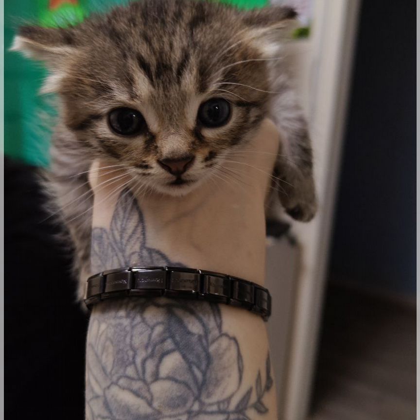 Котёнок в добрые руки