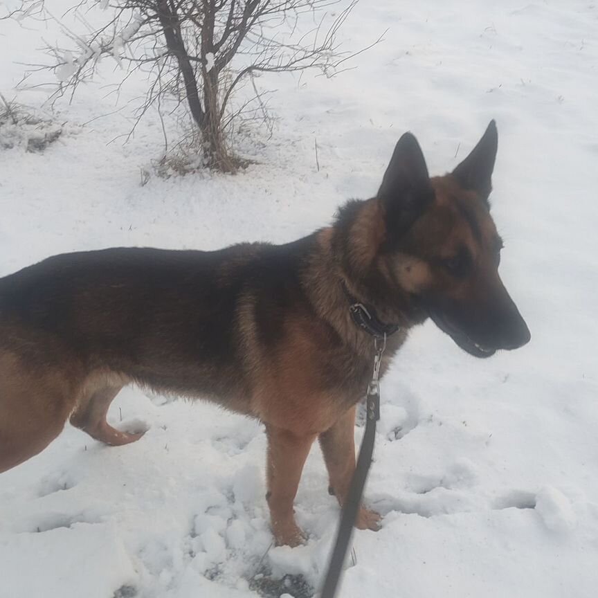 Вязка Малинуа