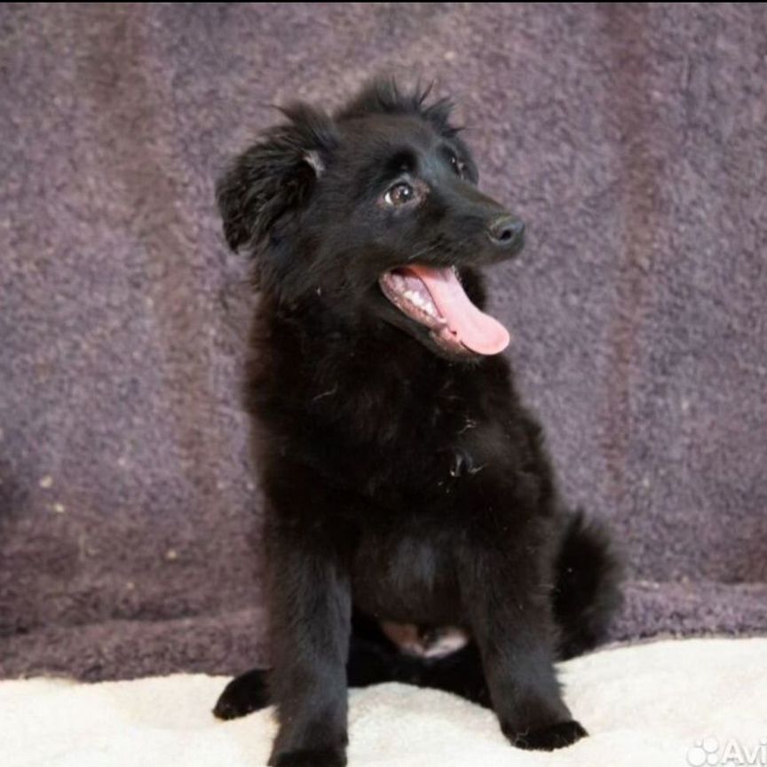 Щенок в добрые руки