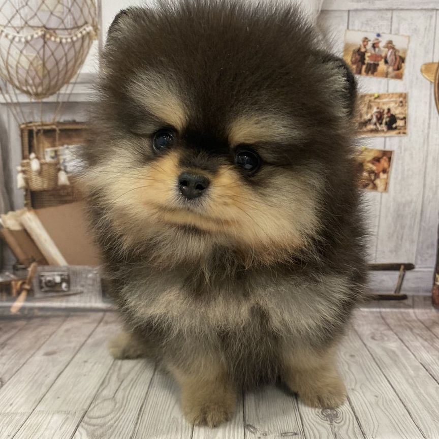 Девочки померанского шпица, чёрно-подпалого окраса