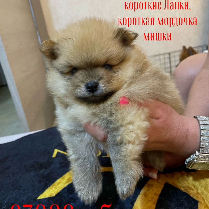 Щенки померанского шпица