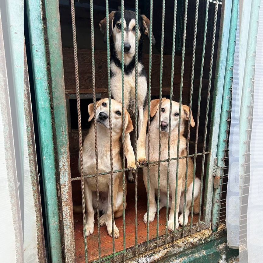 Щенок в добрые руки