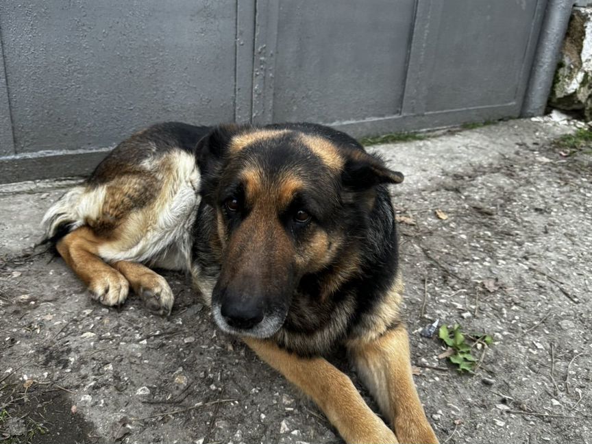 Собака ищет дом