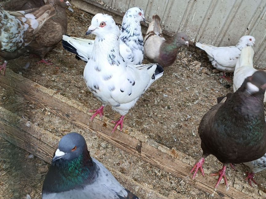Голуби