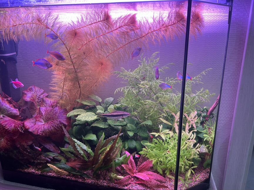 Аквариумные растения. Прополка (микс)