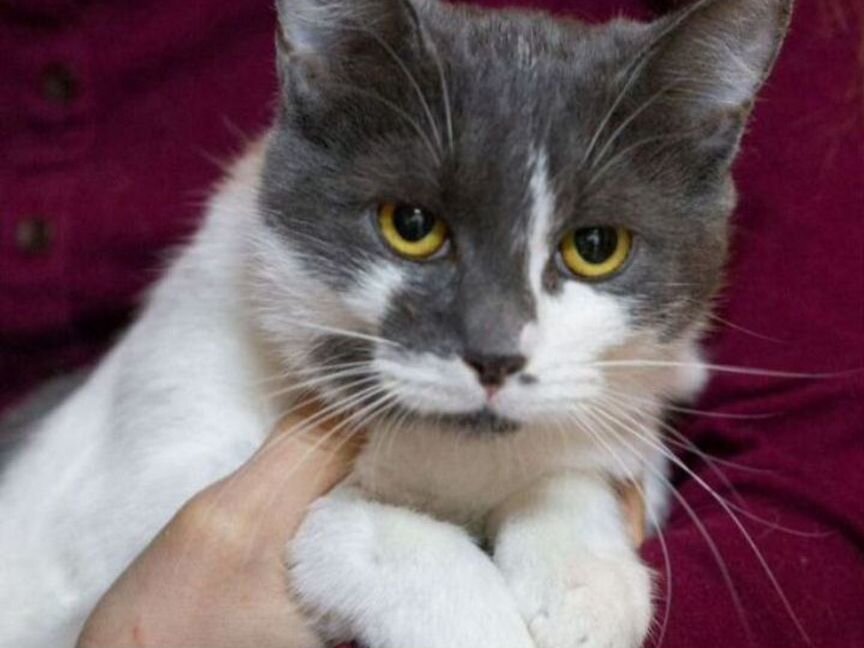 Ищем дом для ласковой кошечки Доси. Лесной приют