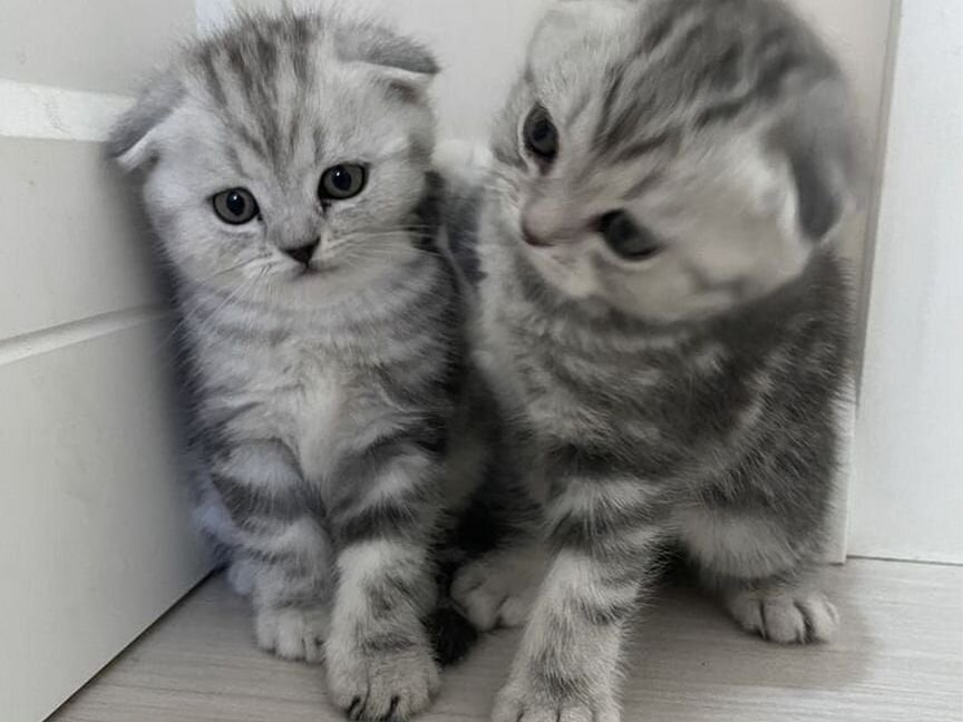 Шотландские котята