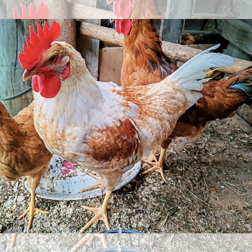 Обменяю петуха на 3х куриц