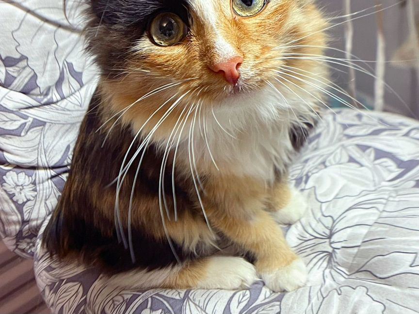Котёнок в добрые руки