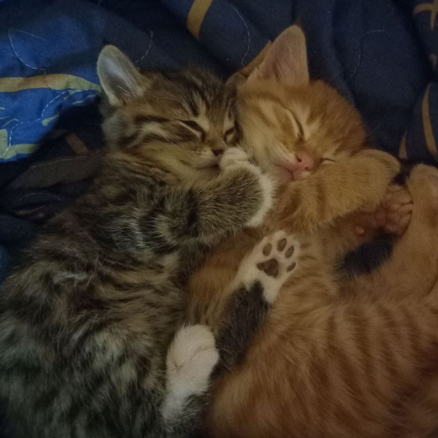 Котик