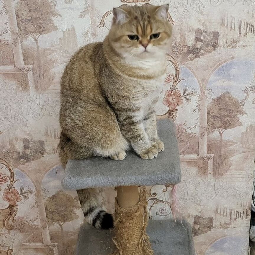 Британский короткошёрстный, взрослый кот
