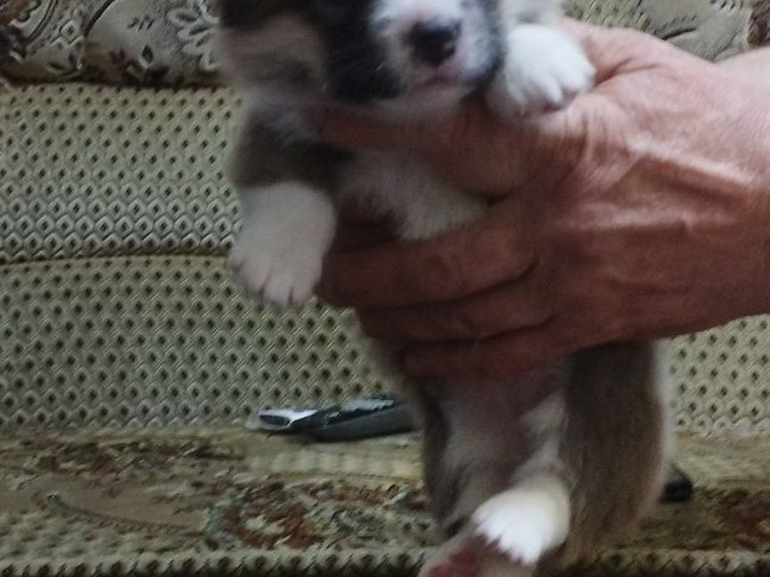 Щенки породы корги пемброк