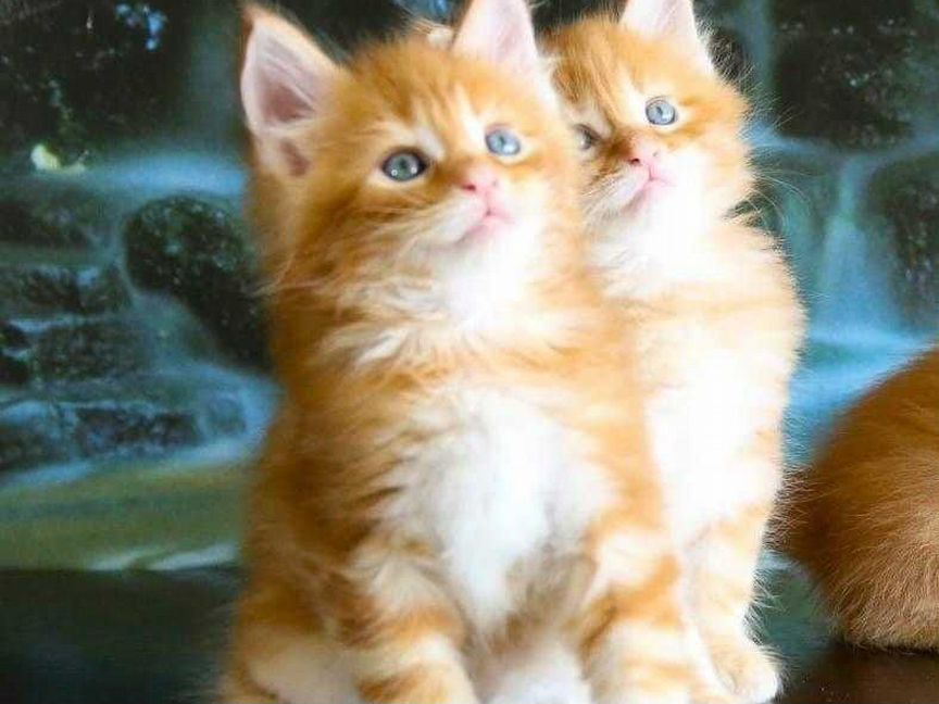 Американский Мейн -Кун