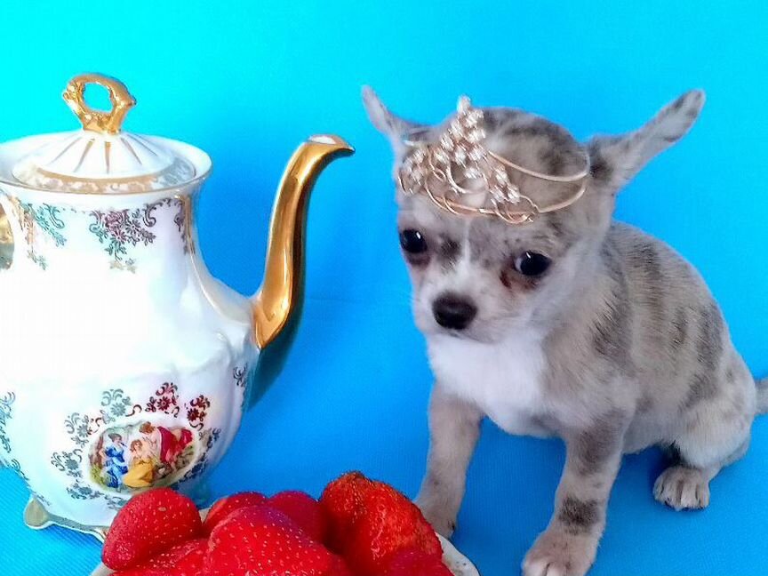 Чихуашки на выбор