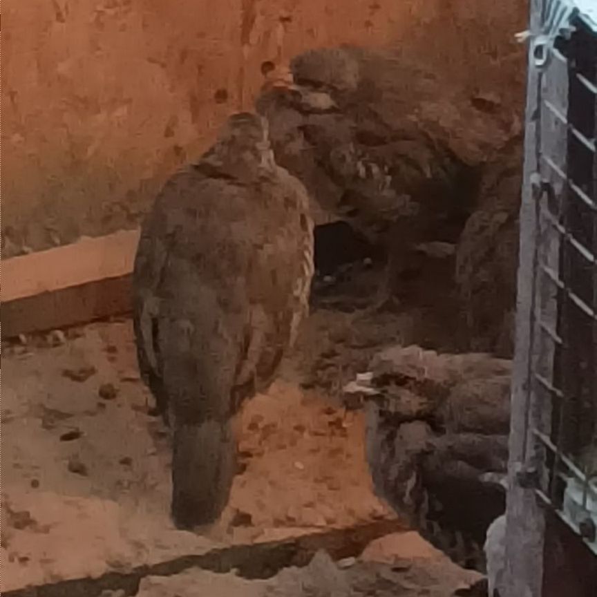 Каменная куропатка