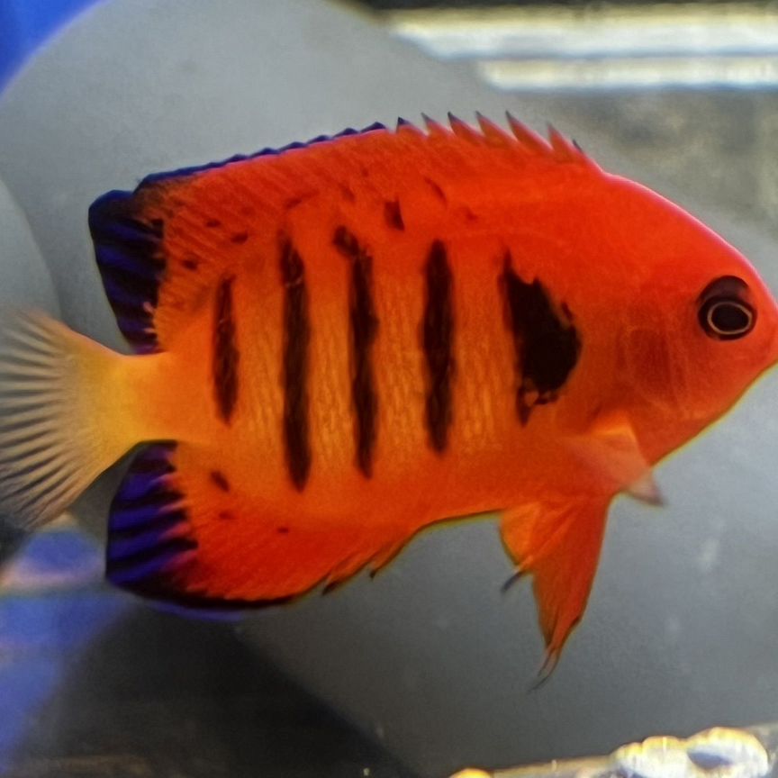Ангел карликовый огненный морские рыбки