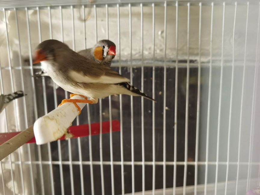 Зебровые амадины