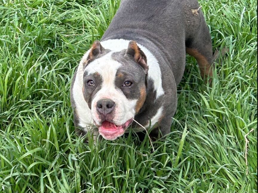 Американские булли покет