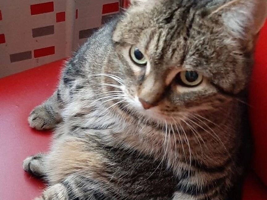 Кошка Сонечка