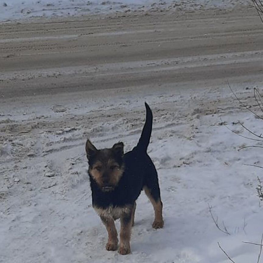 Взрослый пёс в добрые руки